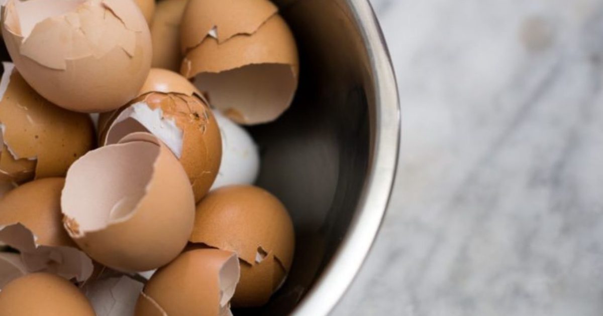 Circul’Egg a clôturé sa levée de fonds pour industrialiser son process